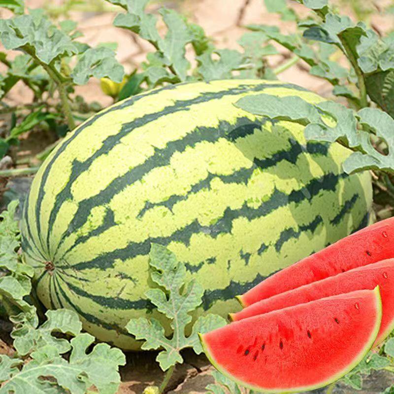 45pcs Biji Benih Tembikai Bujur Besar Manis/ Big Sweet Watermelon ...