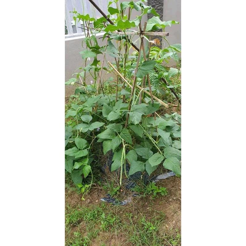 Buluh pacang 25batang untuk tanaman....elok untuk pokok bung - TikTok ...