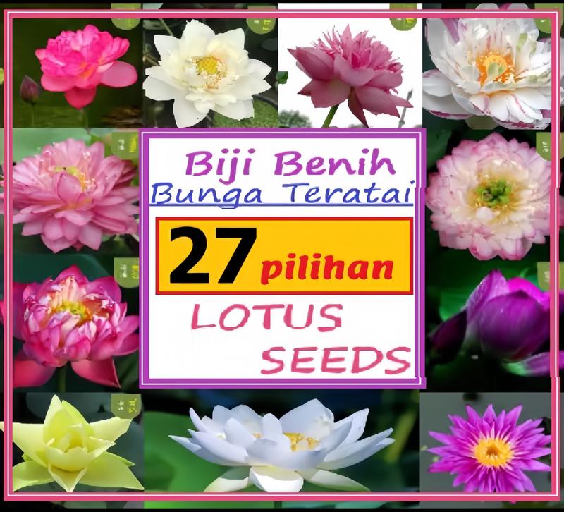 27 Jenis Biji Benih Bunga Teratai 27Types Lotus Seeds 5pcs Water ...