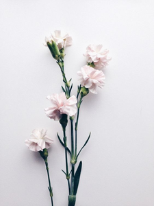 BUFACOMB CREAM 5 GR - SARIAWAN & HERPES MULUT - HALODOC - Shop | Tokopedia