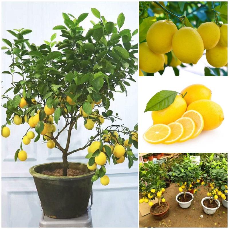 [Fast Germination] 20pcs Lemon Tree Seeds for Sale Organic Lemons ...