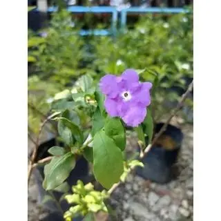 FLORAZAZZY Pokok Bunga YTT Yesterday Today Tomorrow Brunfelsia ...