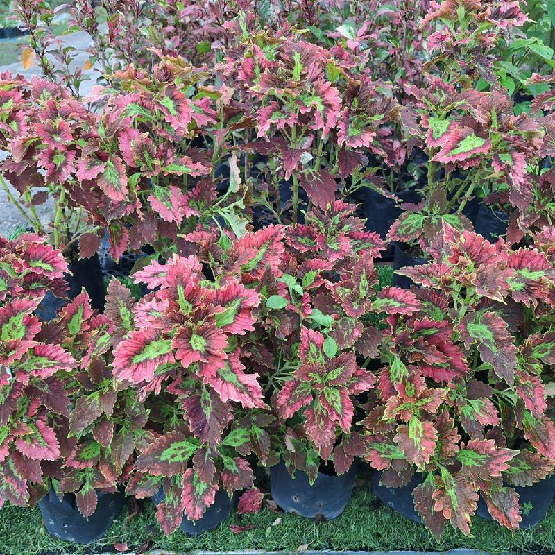 SNT / pokok celous / ati ati / pokok hidup / tahan panas - TikTok Shop Malaysia