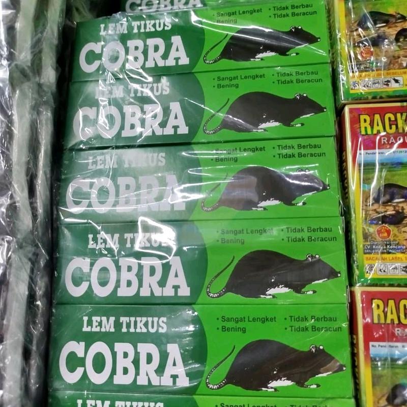 1 pak isi 12 lem tikus|Lem tikus Cobra - Shop | Tokopedia