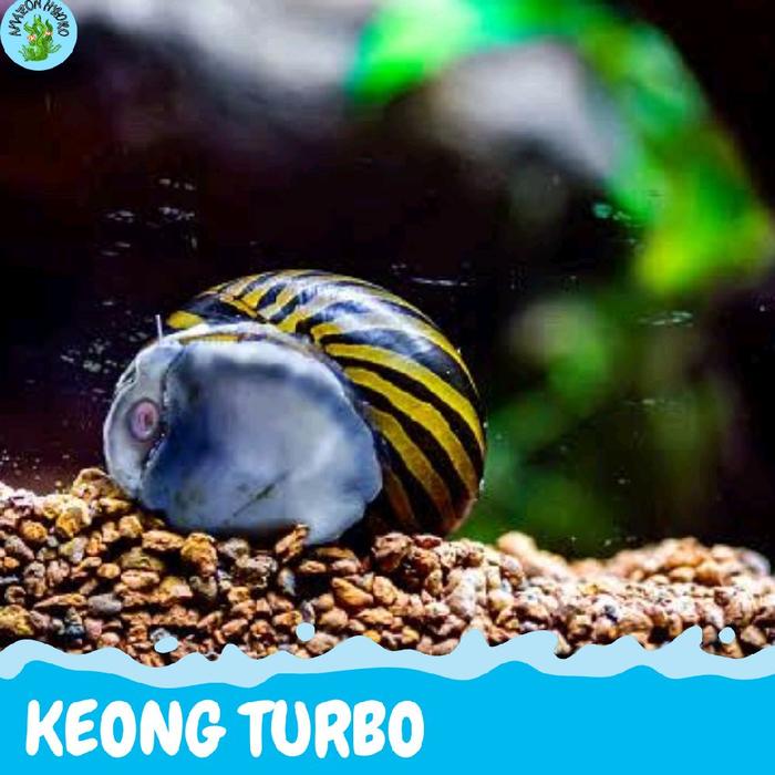 Jual KEONG TURBO keong hias Keong Pembersih keog Aquascape keong air ...