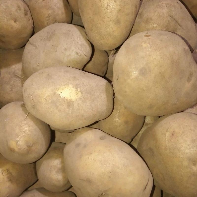 Kentang Fresh Super Berkualitas Premium 500gr dan 1kg Potato - Shop ...