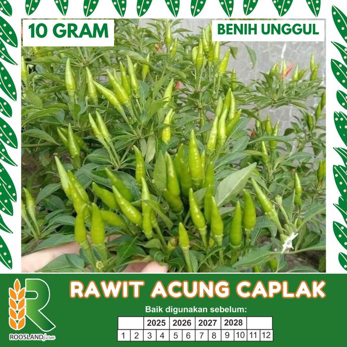 Jual Benih Cabe Rawit Acung Caplak Super Pedas - Berat Bibit 10 Gram ...