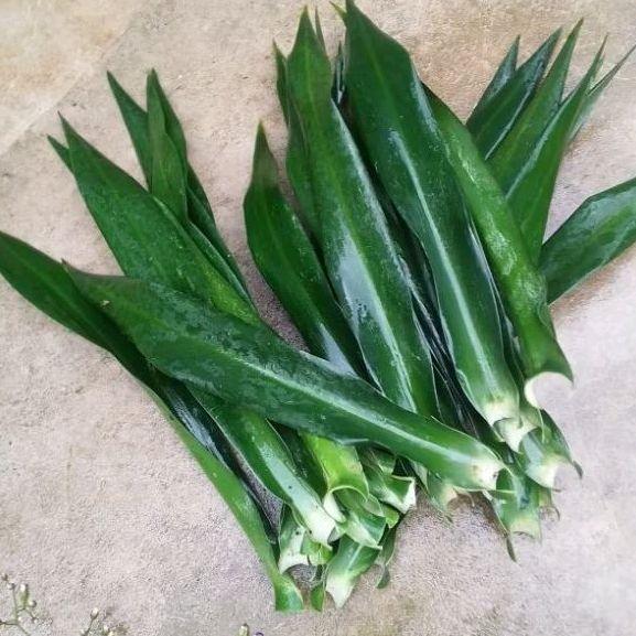 Daun Suji - pewarna pandan alami - Shop | Tokopedia