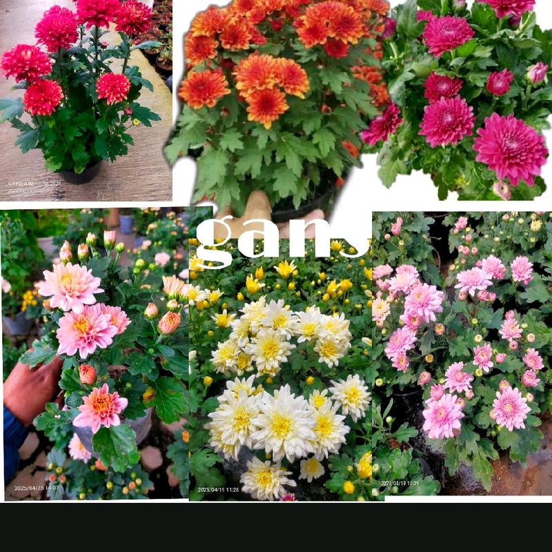 Tanaman krisan aster isi 6 warna sudah ada kuntum bunga - Shop | Tokopedia