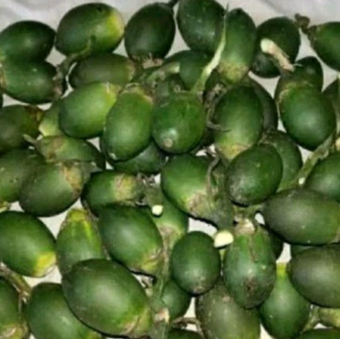 Zuriat Buah Pinang Muda 10 Biji - Pinang Muda Berkhasiat - Juriat ...