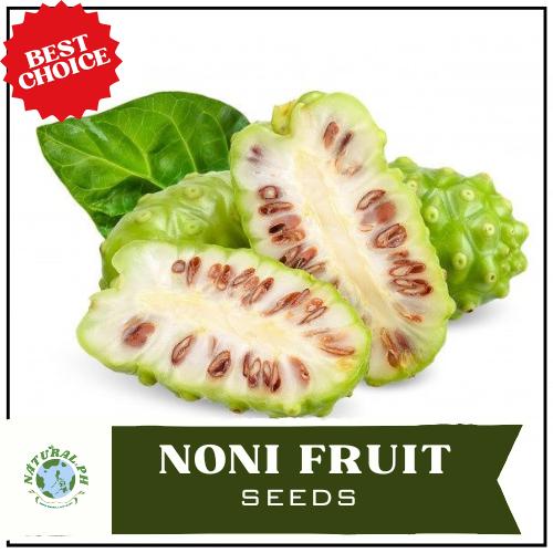 Noni Fruit Seeds / Cheese Fruit / Morinda citrifolia / Approx. - TikTok ...