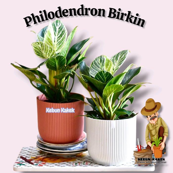 Jual Philodendron Birkin / Tanaman Hias Philodendron Birkin / Bibit ...