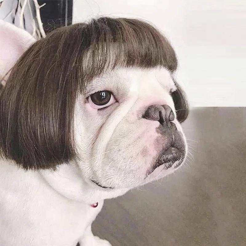 Rambut Palsu Haiwan Peliharaan, Gaya Lucu, untuk Anjing dan Kucing ...