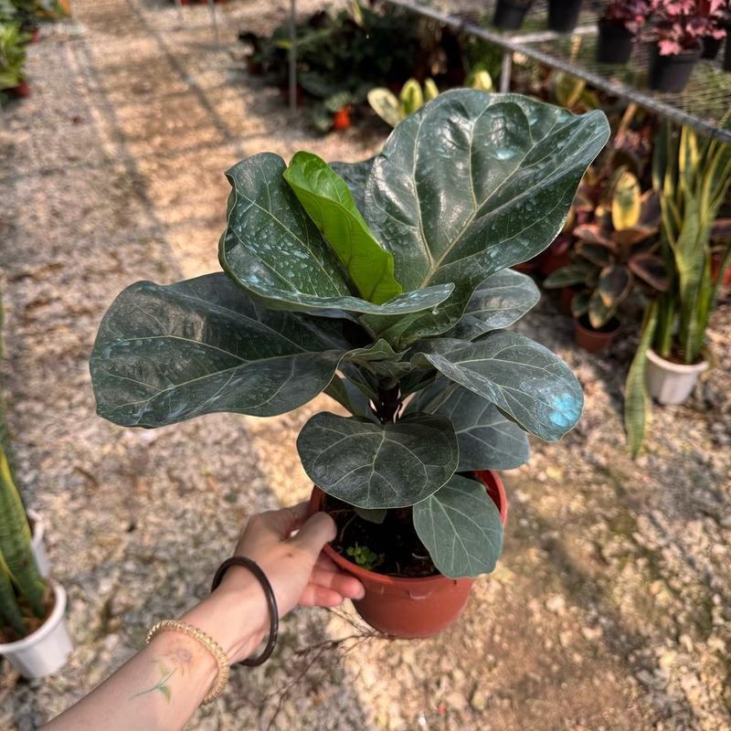 FICUS IYRATA – Indoor Plant Dengan Daun Berkilau, Sesuai Untuk - TikTok ...