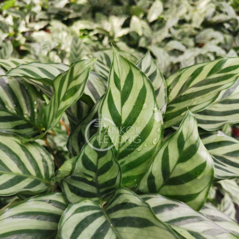 TKL - Indoor Plant Live Plant Calathea Freddy / Pokok Calathea - TikTok ...