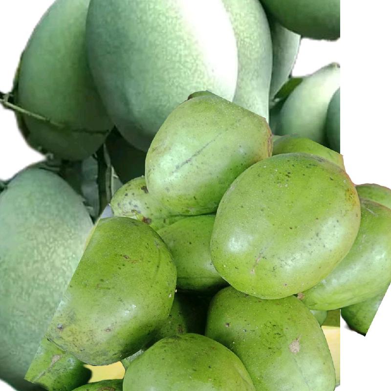 BUAH mangga MUDA + KEDONDONG paket rujakan 1kg kriuk renyah gurih ...