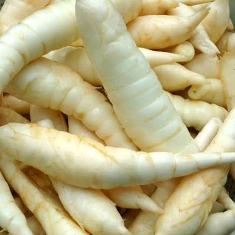 Umbi garut segar umbi sagu fresh 250 gram - Shop | Tokopedia