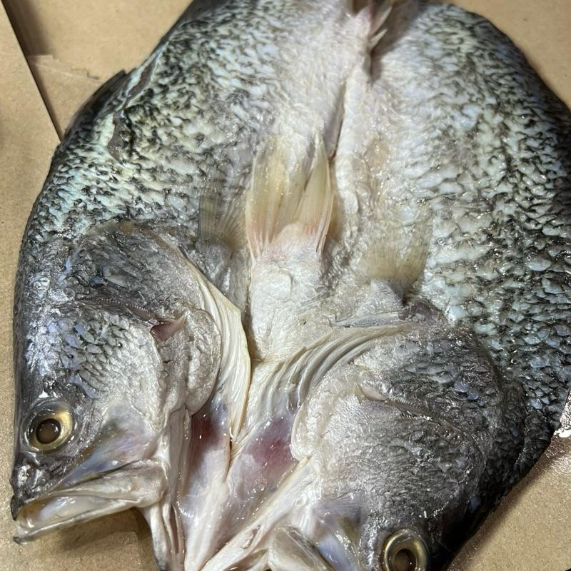 Ikan Siakap Bekok Tokbah anggaran berat 400-500 gram. - TikTok Shop ...