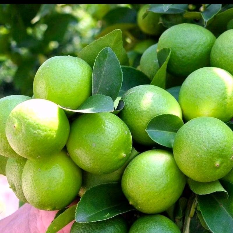 JERUK NIPIS 1 KG - isi 20 FRESH BARU PETIK DARI POHON - UNTUK - Shop ...