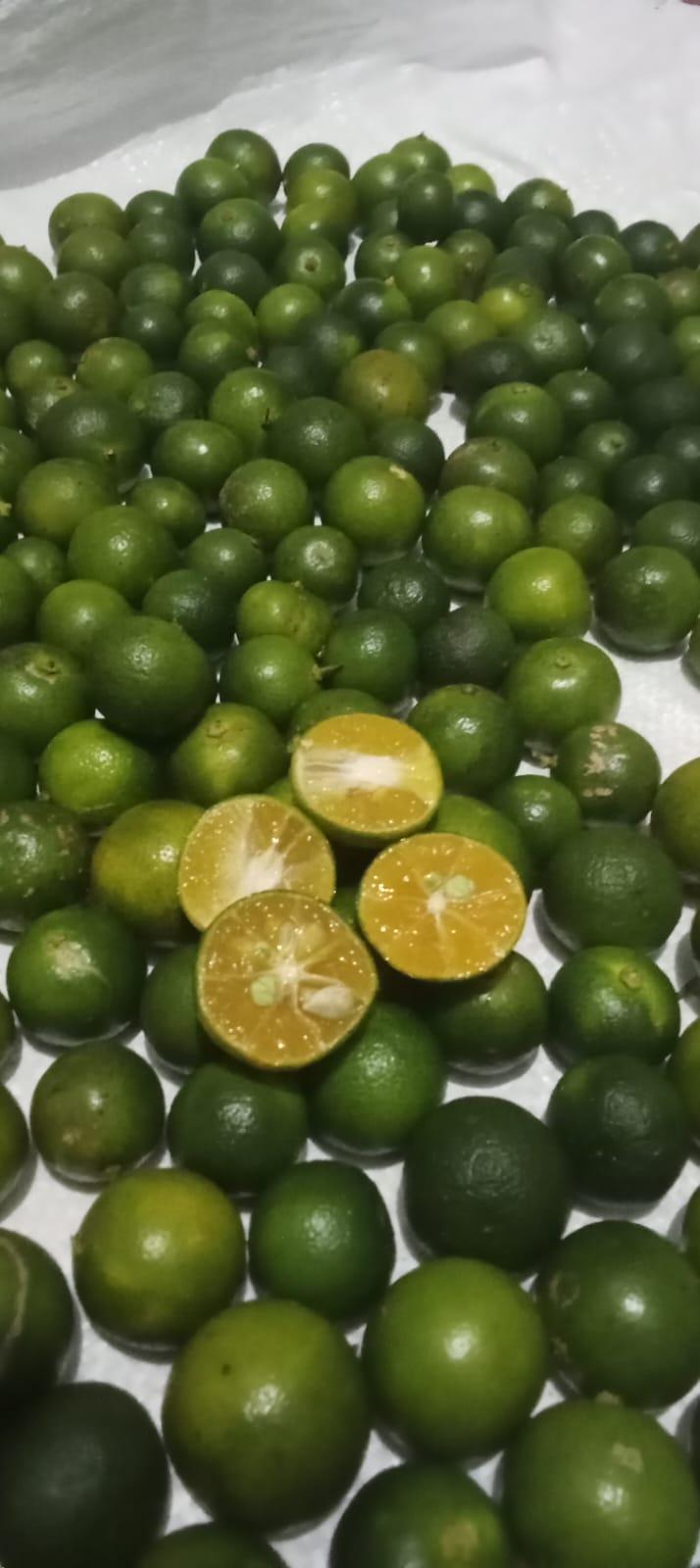 Jeruk peras lemon cui/Jeruk kasturi 1KG/Jeruk sonkit ukuran sedang ...