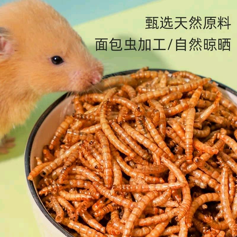 MHF16 Hamster High Protein Dried Mealworms - TikTok Shop Malaysia