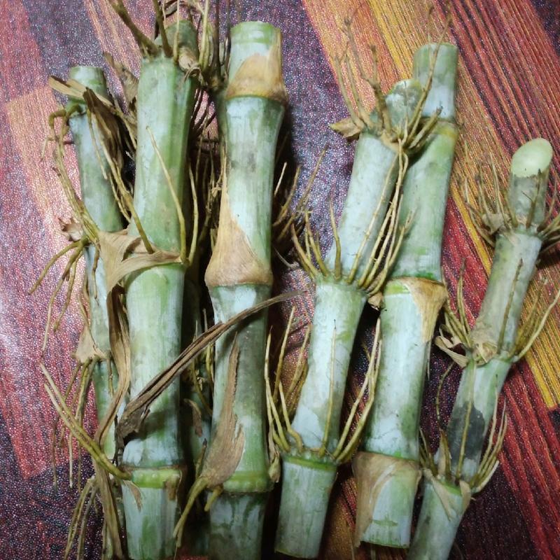 BENIH RUMPUT NAPIER JAKRAPAT 1KG - TikTok Shop Malaysia