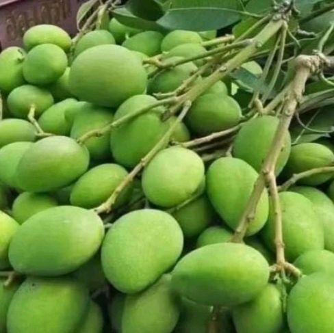 buah mangga telur muda,sesuai untuk ibu mengandung yg mengidam - TikTok ...