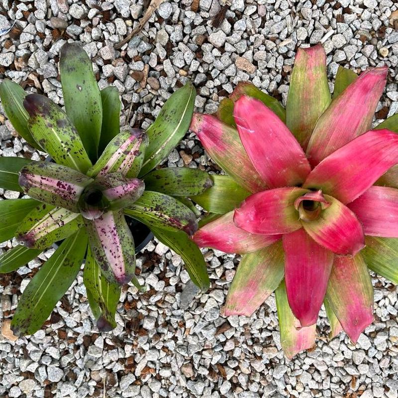 Bunga artificial combo 2p little Louis + green apple plastic - TikTok ...