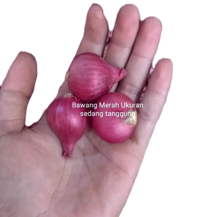 Bawang merah ukuran sedang tanggung 1 kg Jahe Pedas Spices Rempah ...