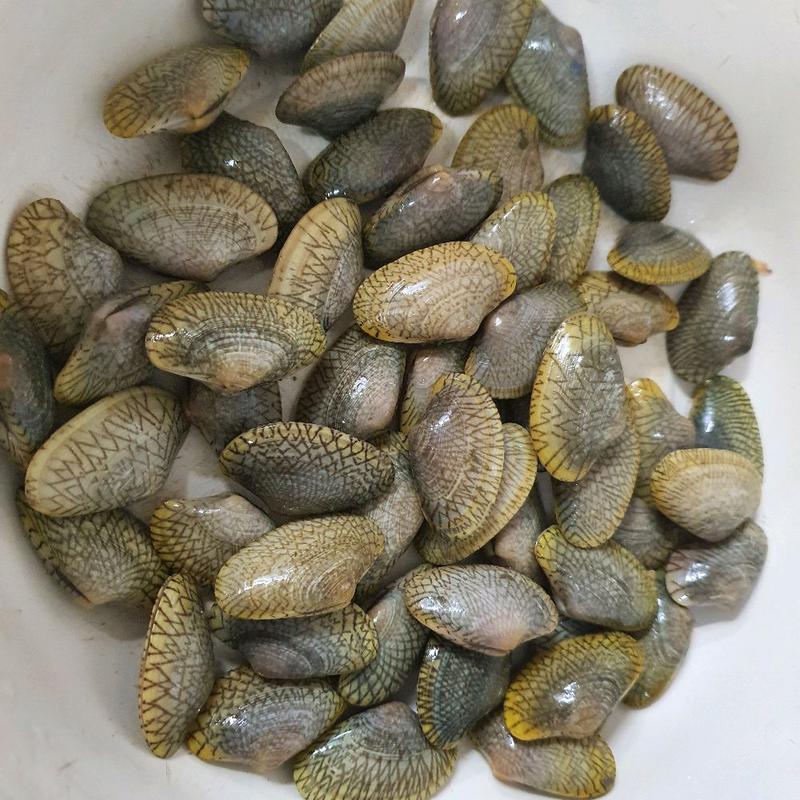 Fresh Manila Clam (500gm per packet) - TikTok Shop Singapore