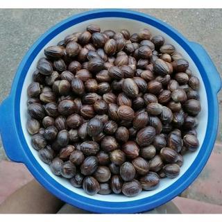 Buah Pala / Nutmeg / Jatikai ready stock - TikTok Shop Malaysia