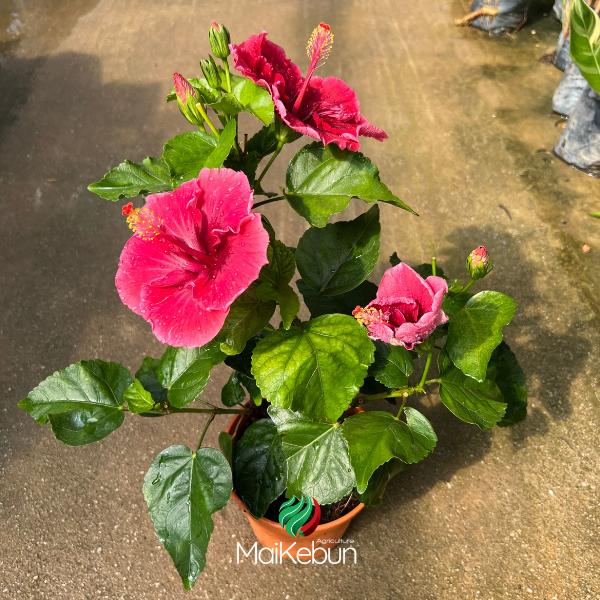MAI KEBUN - (RANDOM) BUNGA RAYA / HIBISCUS FLOWER 150MM POT POKOK ...