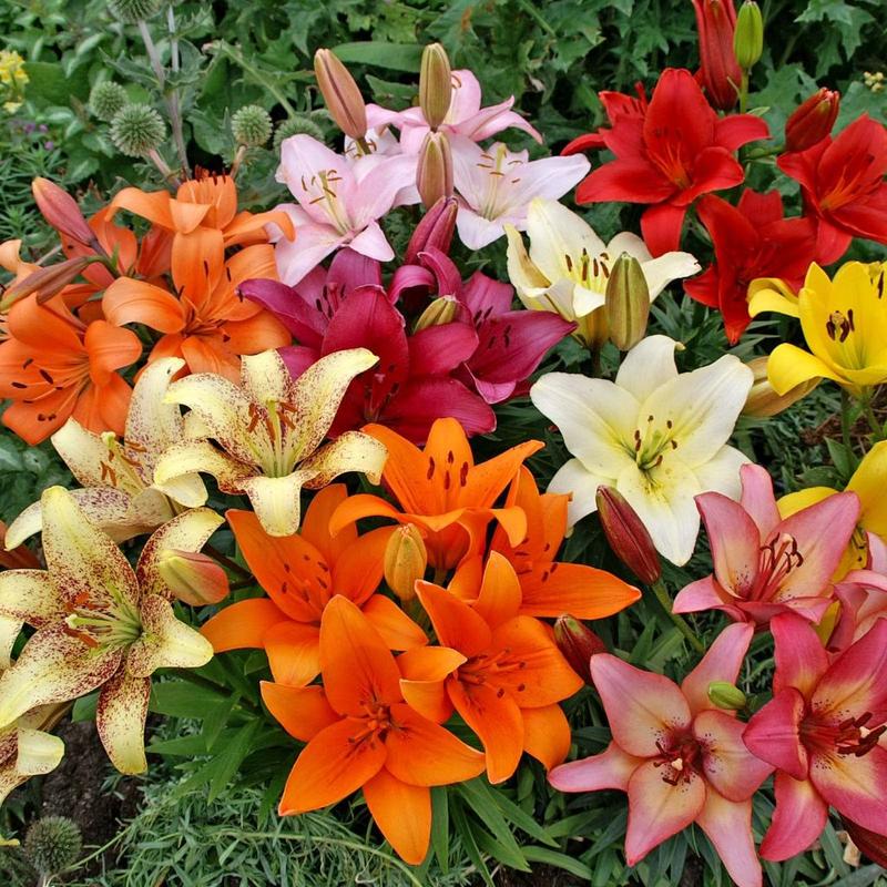 Benih Bibit Biji - Bunga Day Lily Mix Daylilies Hemerocallis Flower ...