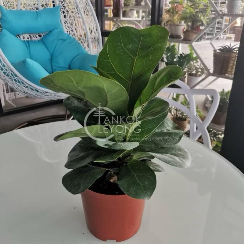 TKL - Ficus Lyrata Bambino (Fiddle-Leaf Fig)/ Bambino Multi/Pokok ...