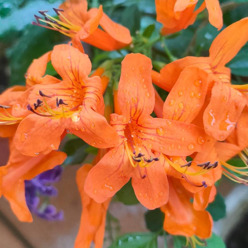 Plant Seedlings Orange Red Tecomaria capensis Tropical rainforest ...