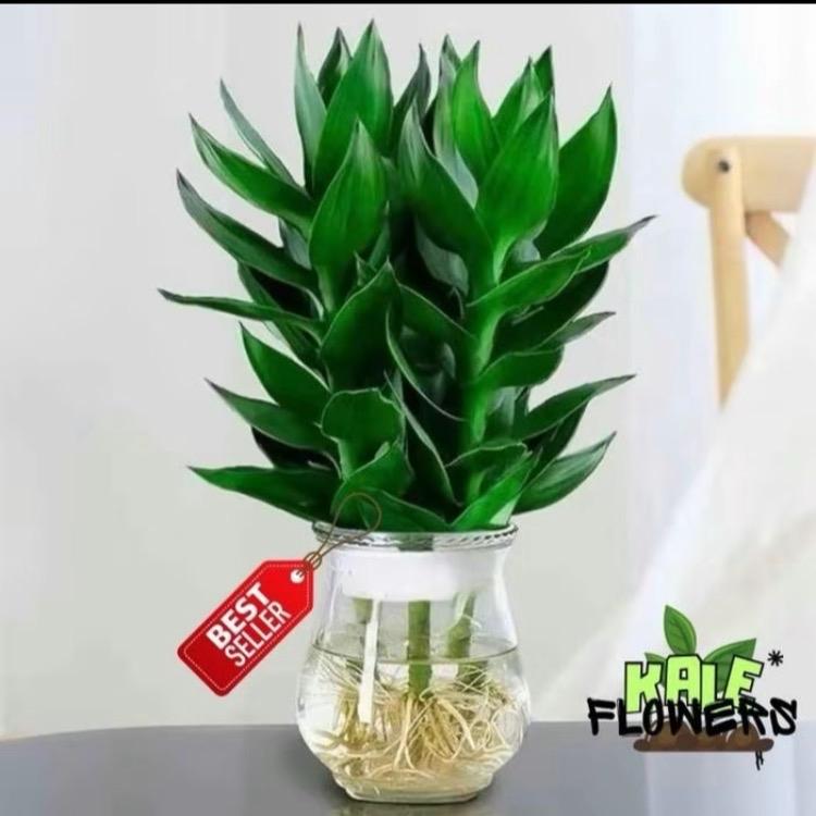 TANAMAN BAMBU KEBERENTUNGAN- TANAMAN SRI REJEKI-TANAMAN HOKI - Shop ...