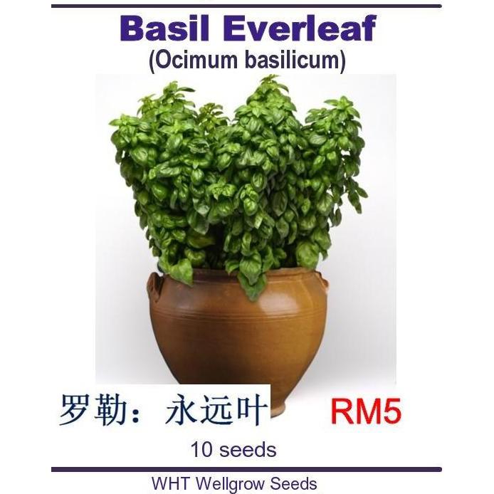 WHT - Basil Everleaf (10 Seeds) - TikTok Shop Malaysia