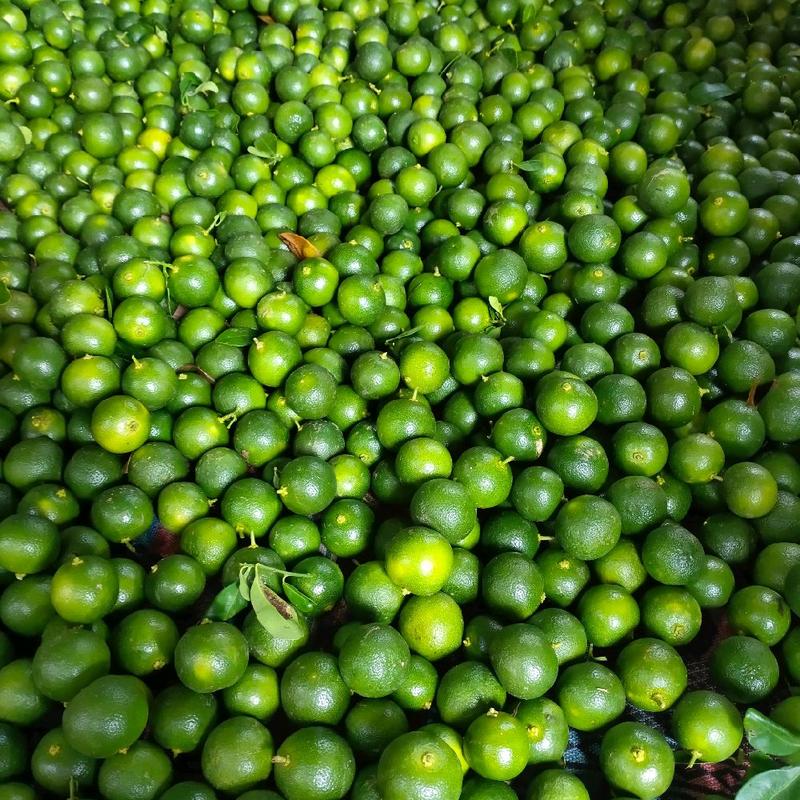 1KG JERUK SONKIT / JERUK KASTURI / JERUK KUNCI/JERUK PERAS - Shop ...
