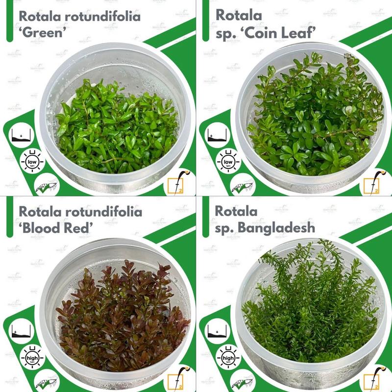 Rotala Collection Tissue Culture (BUY 2 FREE 1 GIFT) - TikTok Shop Malaysia