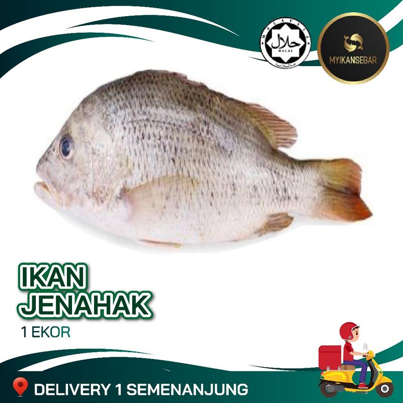 IKAN JENAHAK 1 EKOR (SIAP SIANG & CUCI) / FILLET / STEAK IKA - TikTok ...