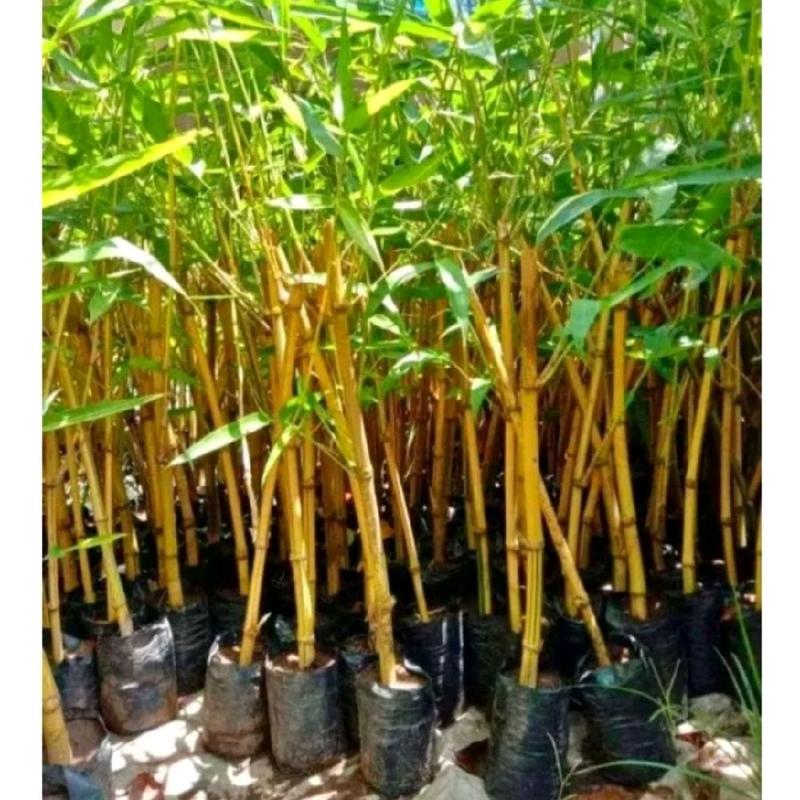 Tanaman Hias Bambu Kuning Siap Tanam / Bambu Kuning Pengusir - Shop ...
