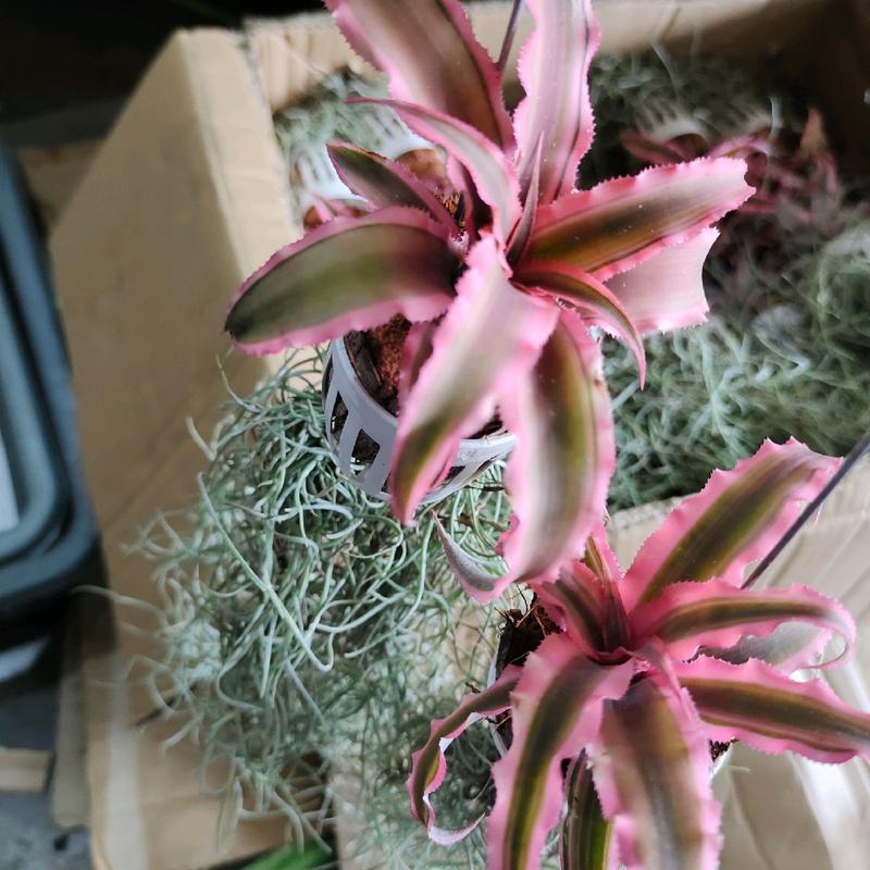 Spanish Moss + Tanaman Mini Dalam Pasu Gantung Buatan Supplies - TikTok ...