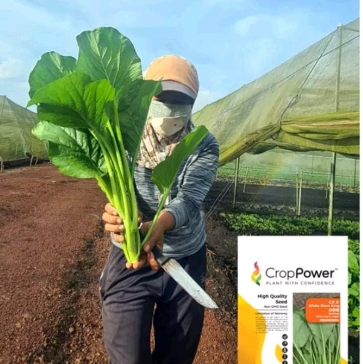 2 gram SAWI BATANG KING seeds - TikTok Shop Malaysia