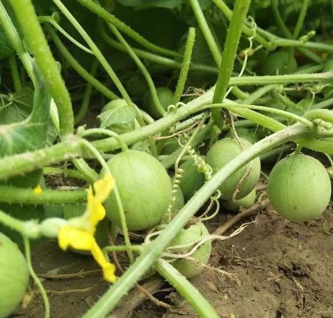 Mini melon seeds, wild horse melon seeds, wild fruit seeds - TikTok ...
