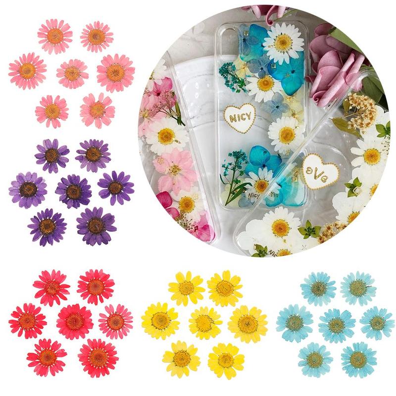 Kraf DIY Resin Ditekan Seni Membuat Bunga Kering Daisy, 12PC - TikTok ...