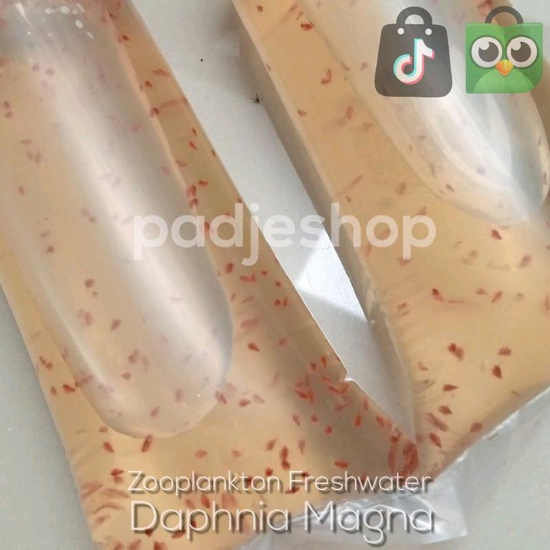 Pakan Ikan Berprotein Daphnia Magna Kutir Kutu Air Raksasa - Shop ...