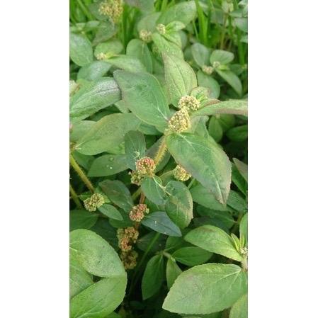 Pokok Susu Nabi Penawar Penyakit Gout 15 Pokok Plant Garden Untuk ...