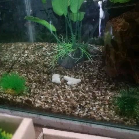 Batu Sungai asli kecil untuk akuarium dan menghiasi pasu bunga - TikTok ...