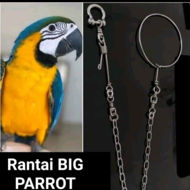 Rantai Stainless Model Pakai Peniti Lepas Pasang Untuk Burun - Shop ...