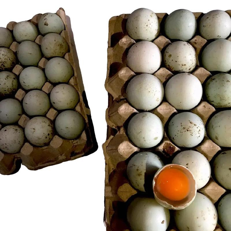 Telur Bebek Omega 3 Mentah Tawar - Telor, Kualitas Terbaik (isi 10pcs ...